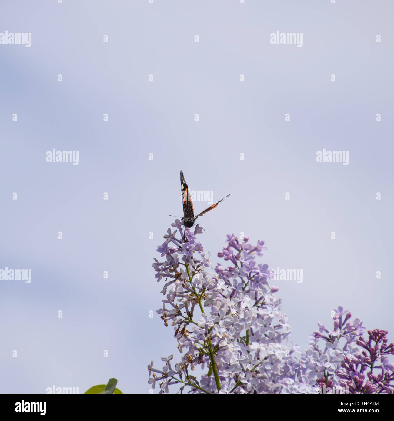 Lilac flowers on the branches of a butterfly admiral. Insect ...
