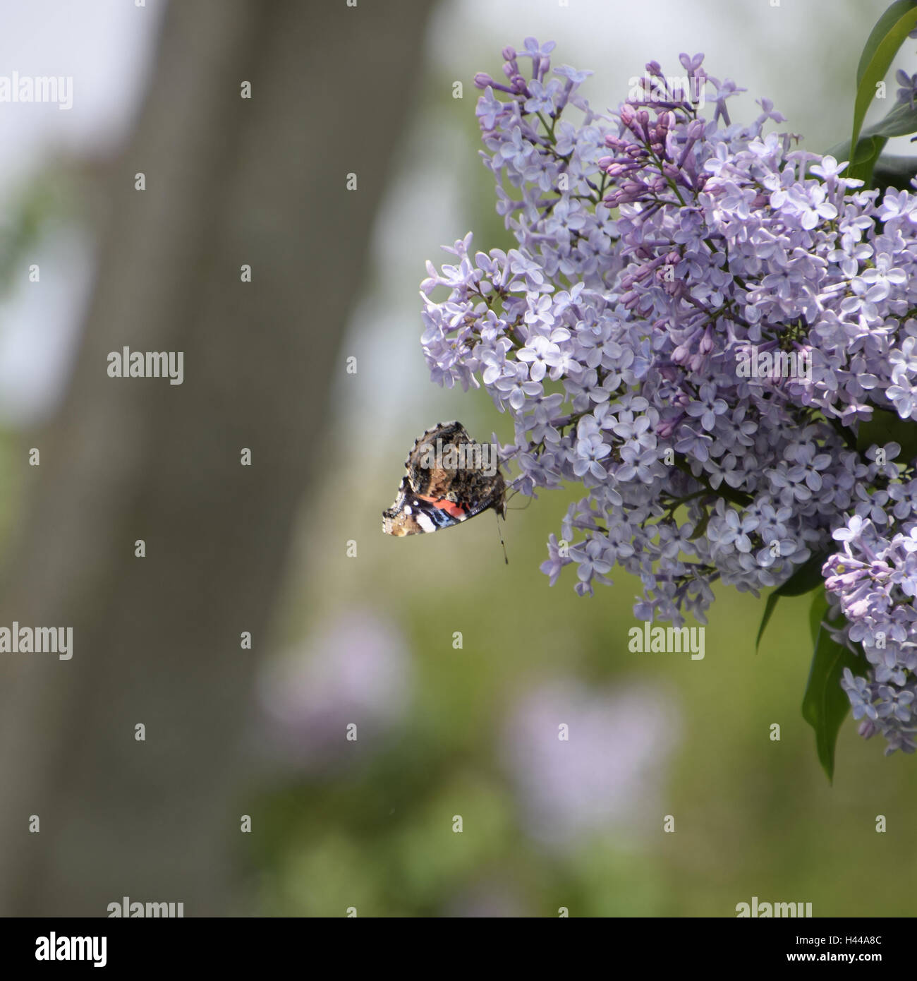 Lilac flowers on the branches of a butterfly admiral. Insect ...