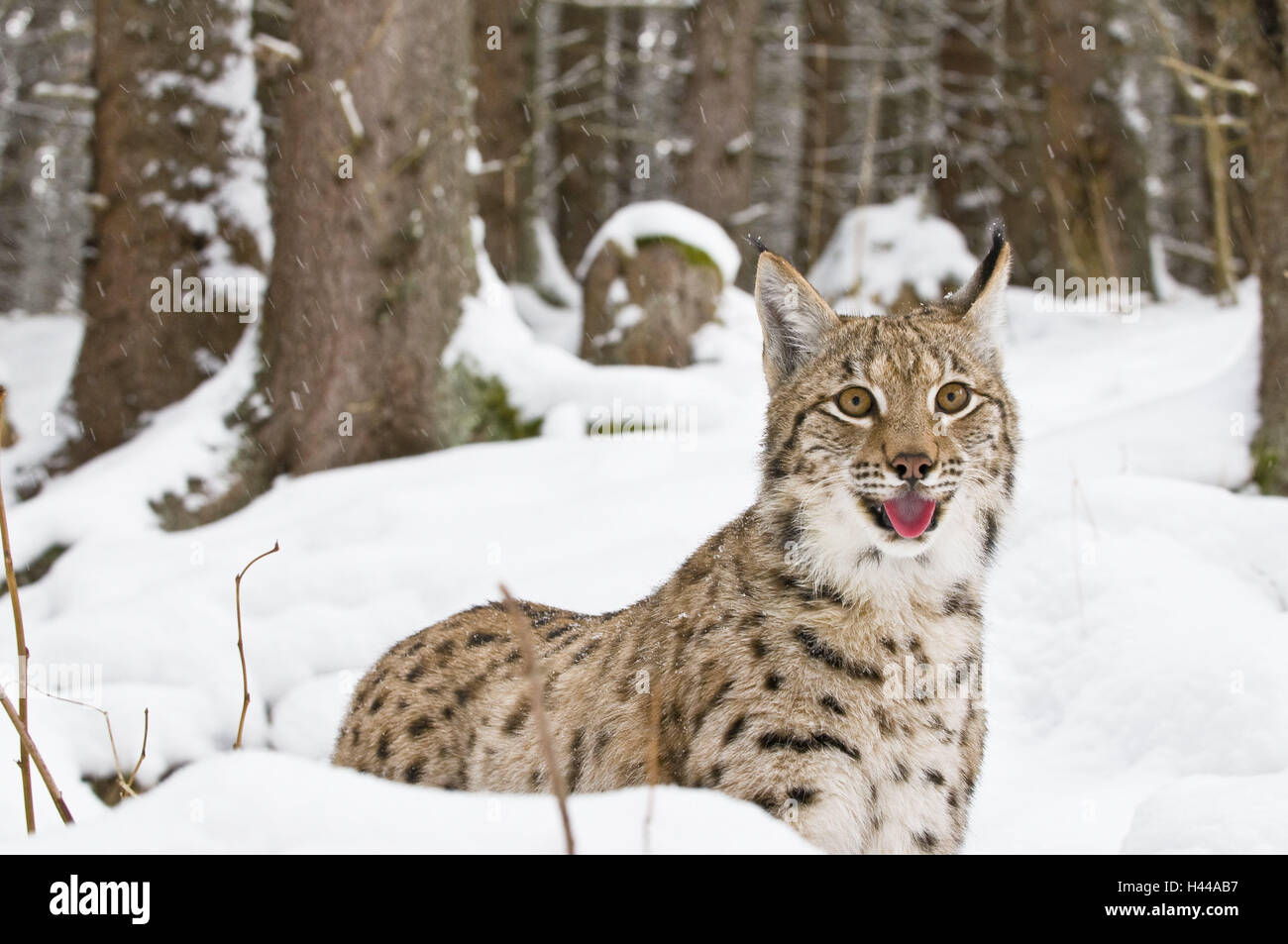 Lynx, Lynx lynx, snow, are vigilant, big cat, predator, mammal, animal ...
