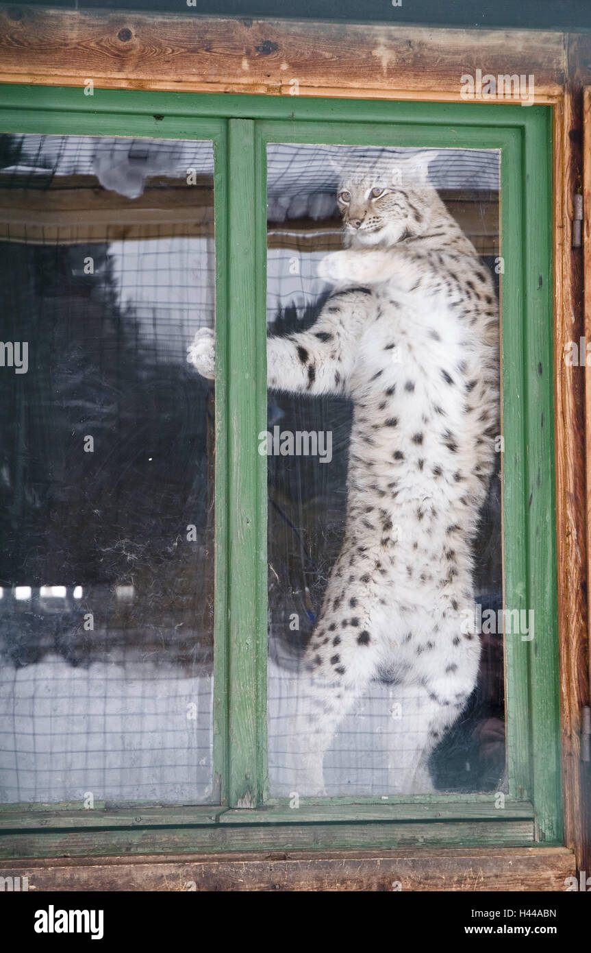 Windows, lynx, Lynx lynx, stand, scratch, big cat, predator, mammal ...