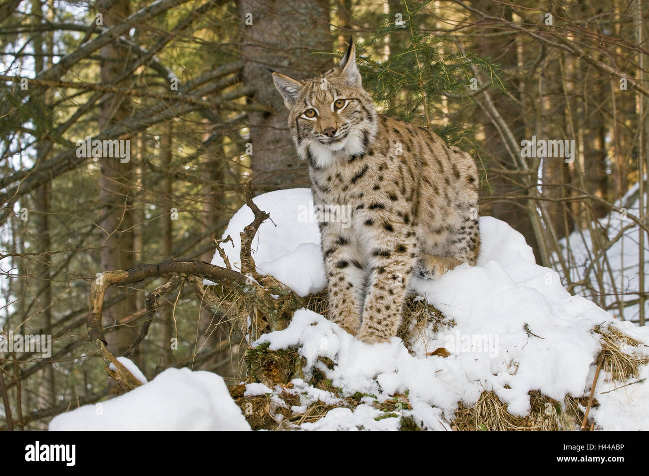 Lynx, Lynx lynx, snow, sitting, looking camera, curiosity, cat ...