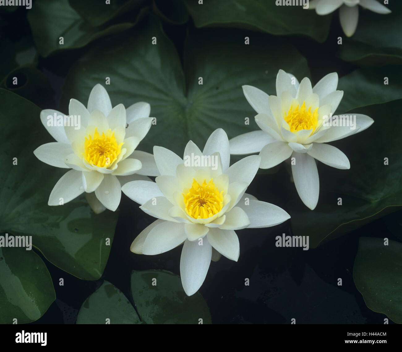 White water lily, Nymphaea alb, leaves, blossoms, detail Stock Photo ...