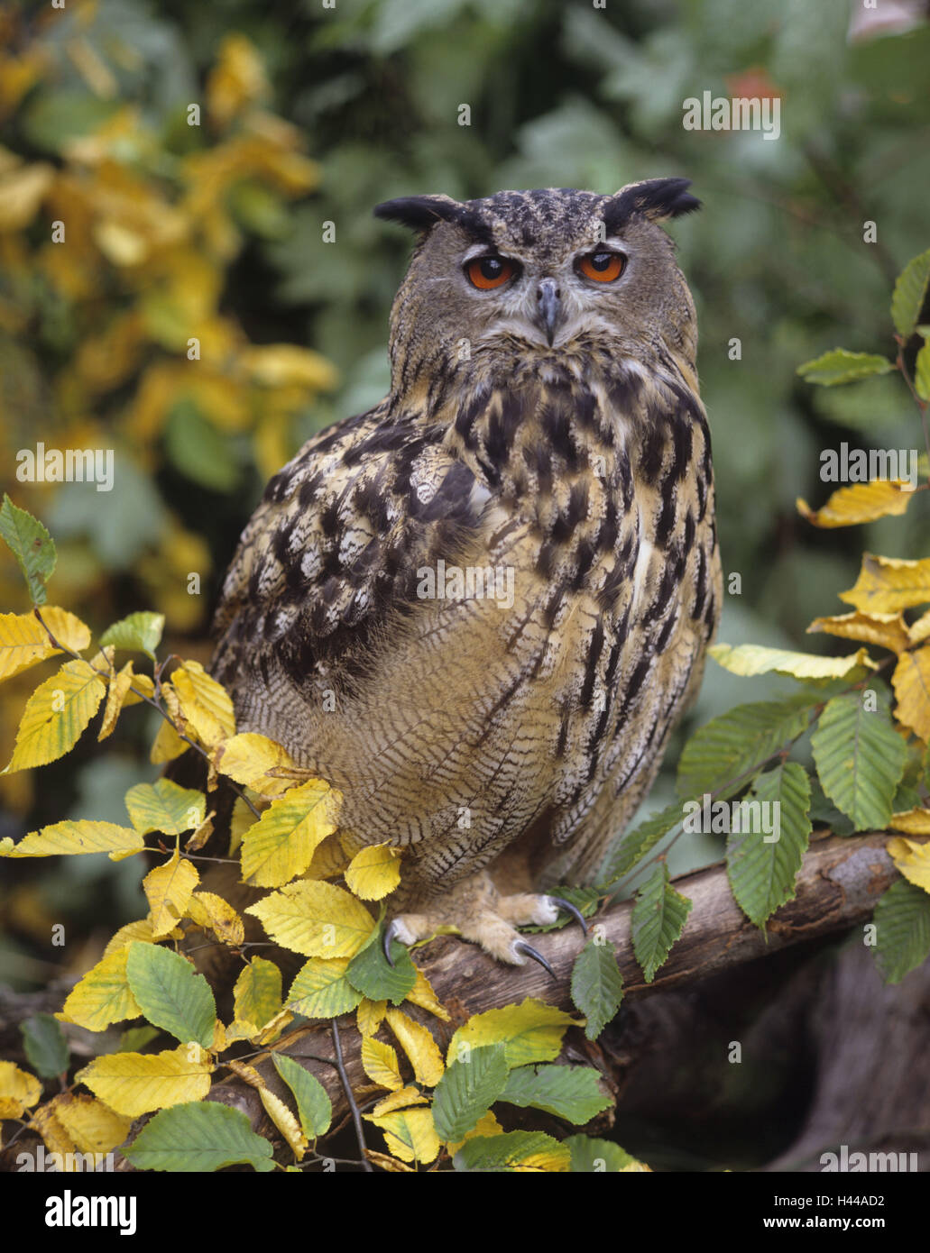 Eagle owl, bubo bubo, branch, sit Stock Photo - Alamy