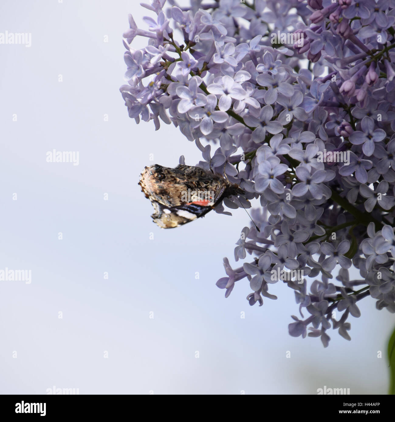 Lilac flowers on the branches of a butterfly admiral. Insect ...
