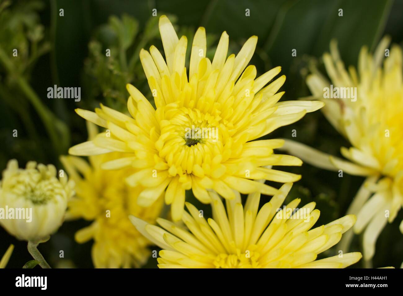 Yellow mixed colors hi-res stock photography and images - Alamy