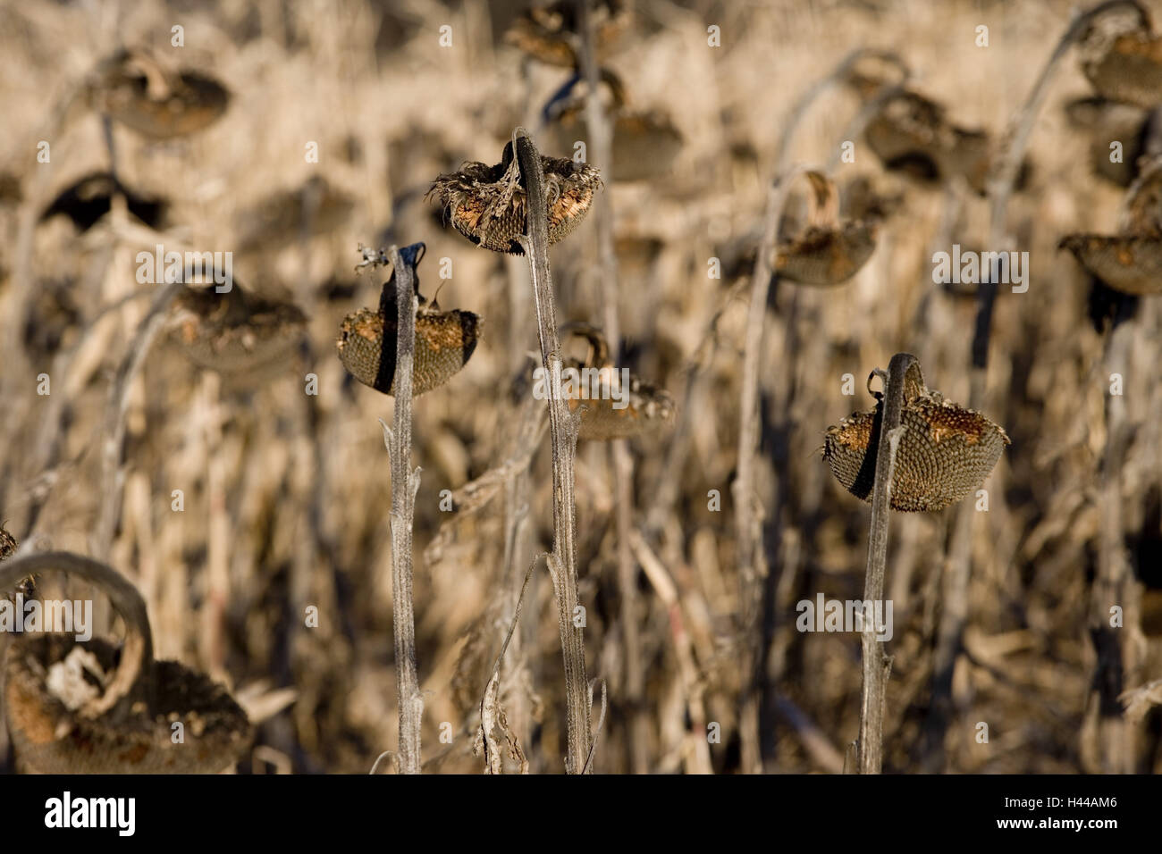 Which dries up hi-res stock photography and images - Alamy