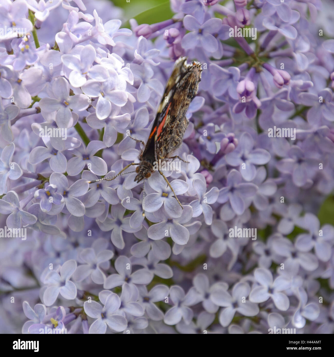 Lilac flowers on the branches of a butterfly admiral. Insect ...
