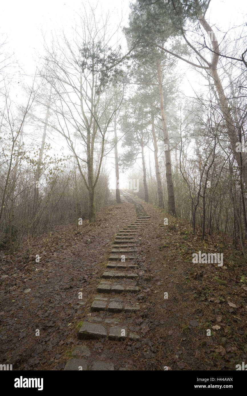 Wood, path, stairs, fog Stock Photo - Alamy