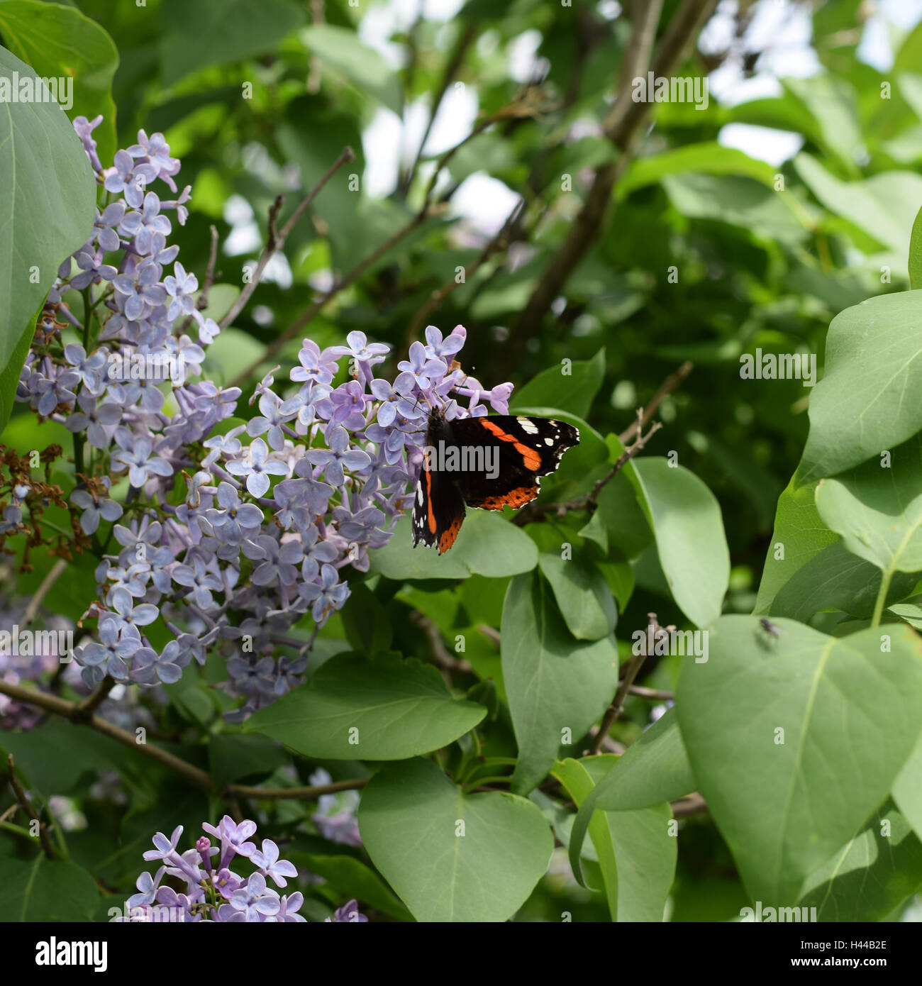 Lilac flowers on the branches of a butterfly admiral. Insect ...
