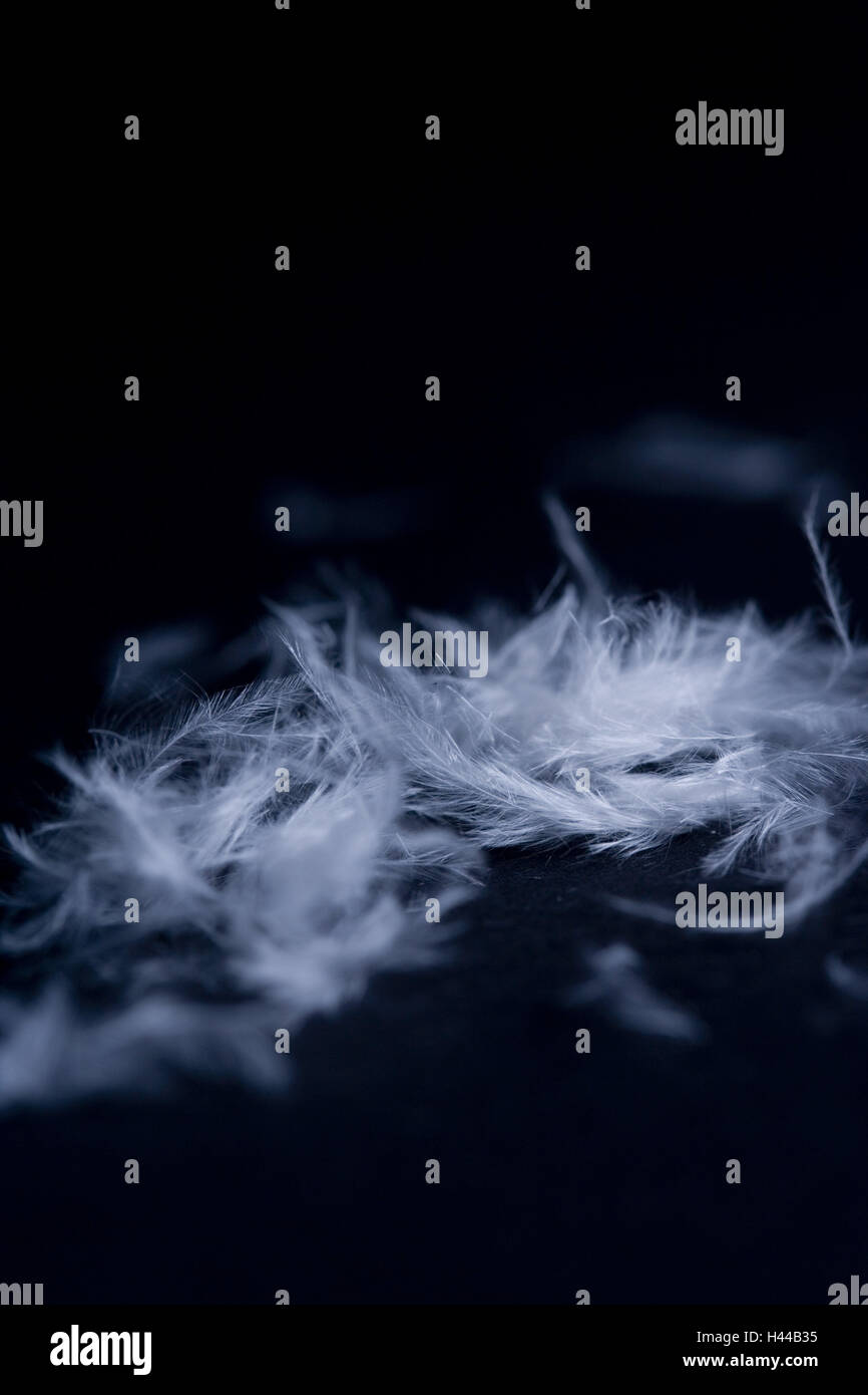 Down feathers, cut-out, background black, close-up Stock Photo - Alamy