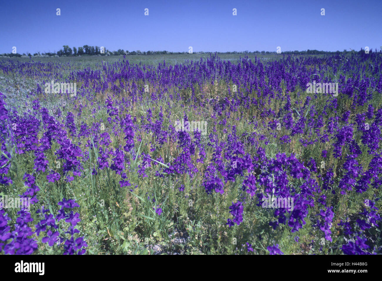 Field larkspur hi-res stock photography and images - Alamy