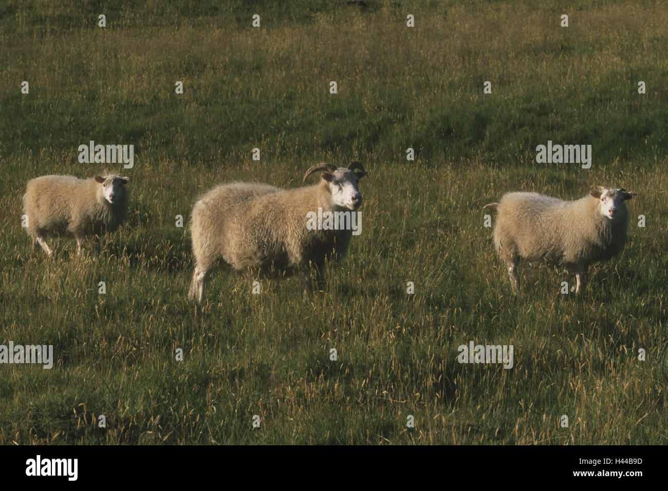 Group of three sheep hi-res stock photography and images - Alamy