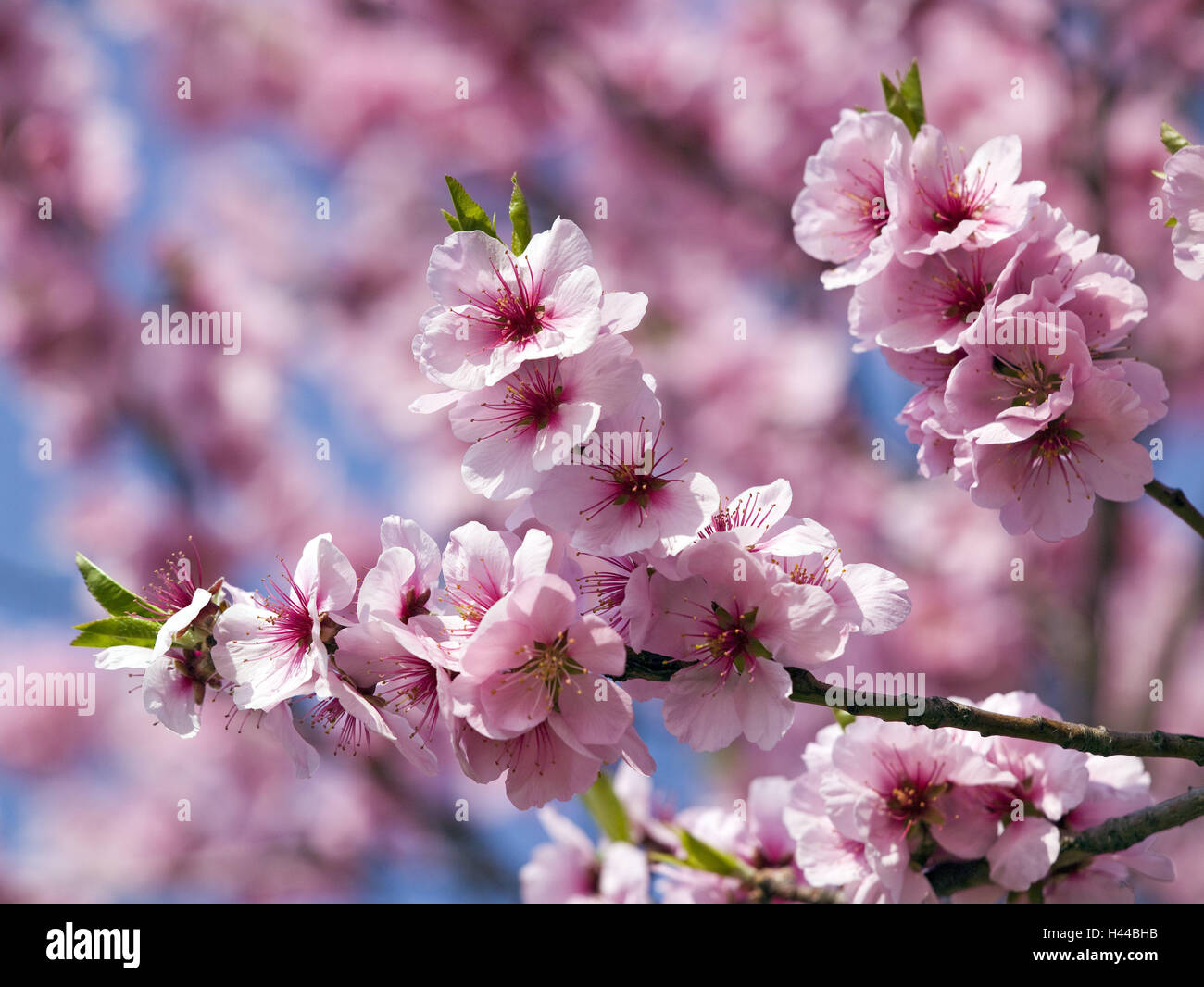 Tonsil hi-res stock photography and images - Alamy