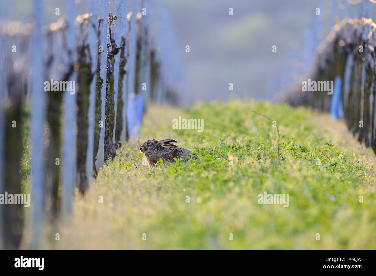 Field hare, Lepus europaeus Stock Photo - Alamy