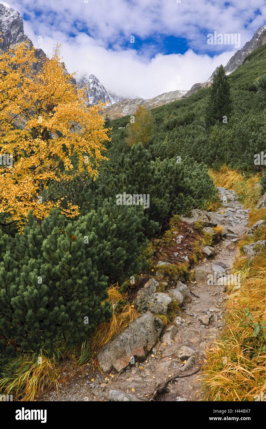 The high Tatra Mountains, footpath, autumn, small chill brook valley ...