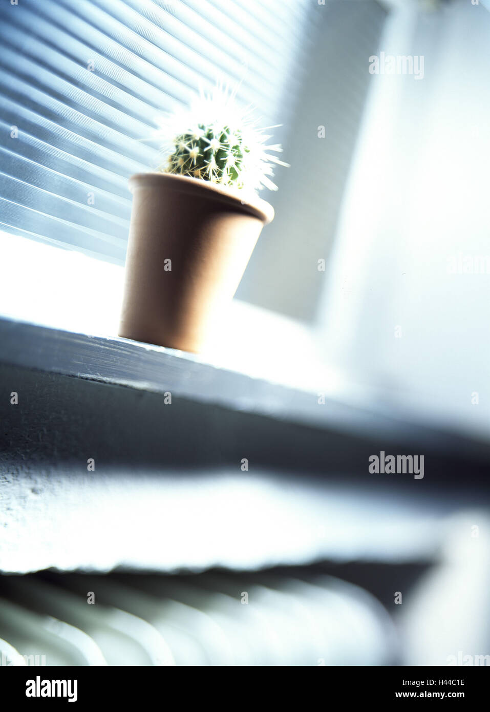 Cactus, tone pot, windowsill Stock Photo - Alamy