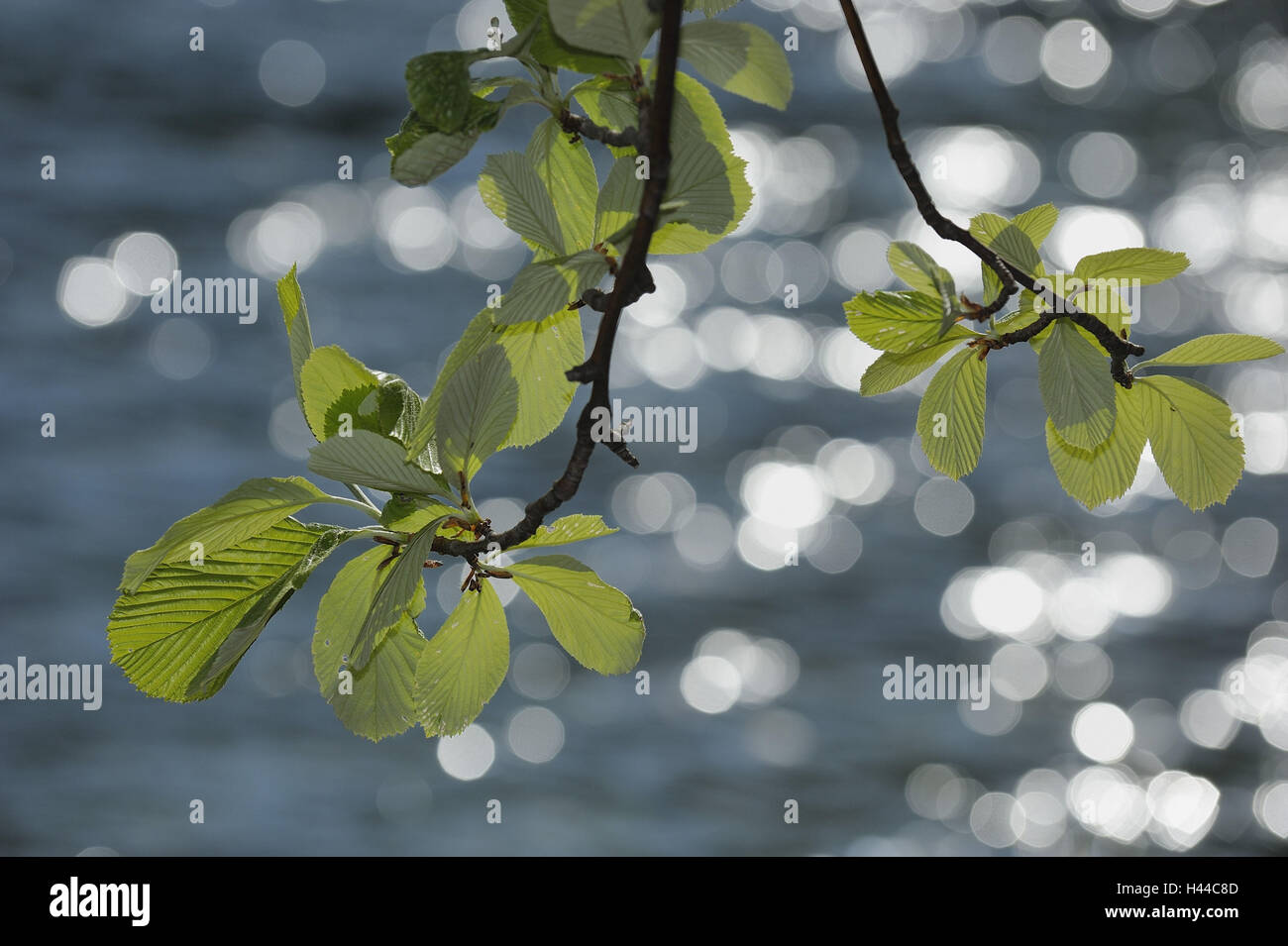 Lake, broad-leaved tree, detail, branch, leaves Stock Photo - Alamy