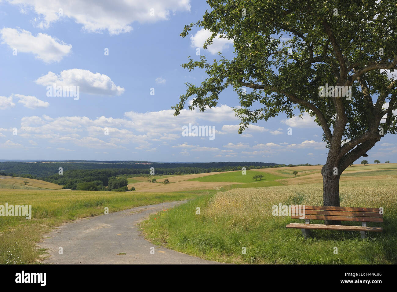 Country lane field summer hi-res stock photography and images - Alamy