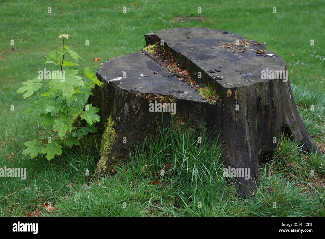 Maple instincts hi-res stock photography and images - Alamy