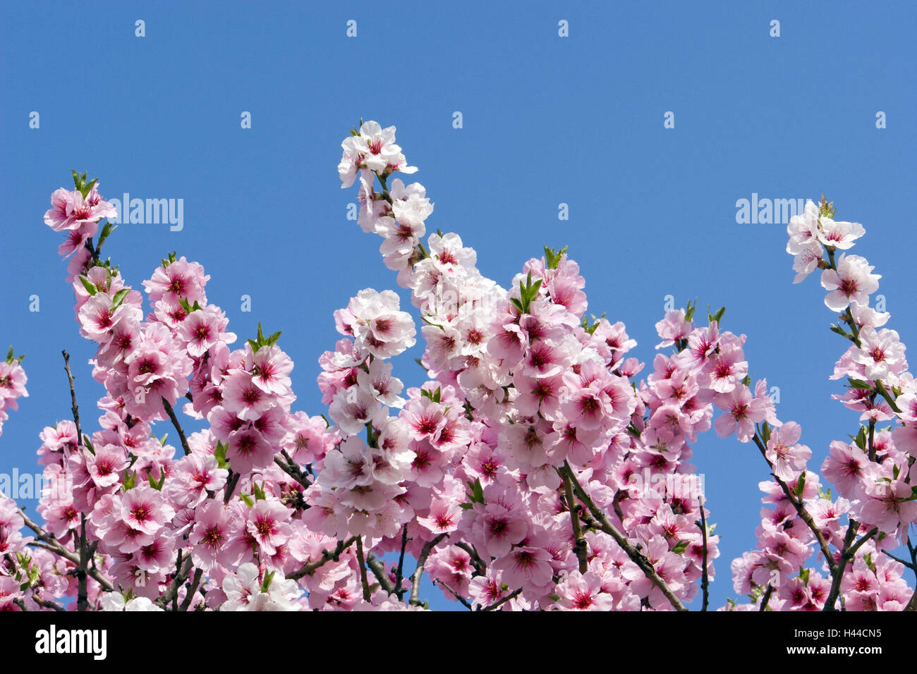 Tonsil blossom, heaven, blue, almond tree, blossoms, blossom, pink ...