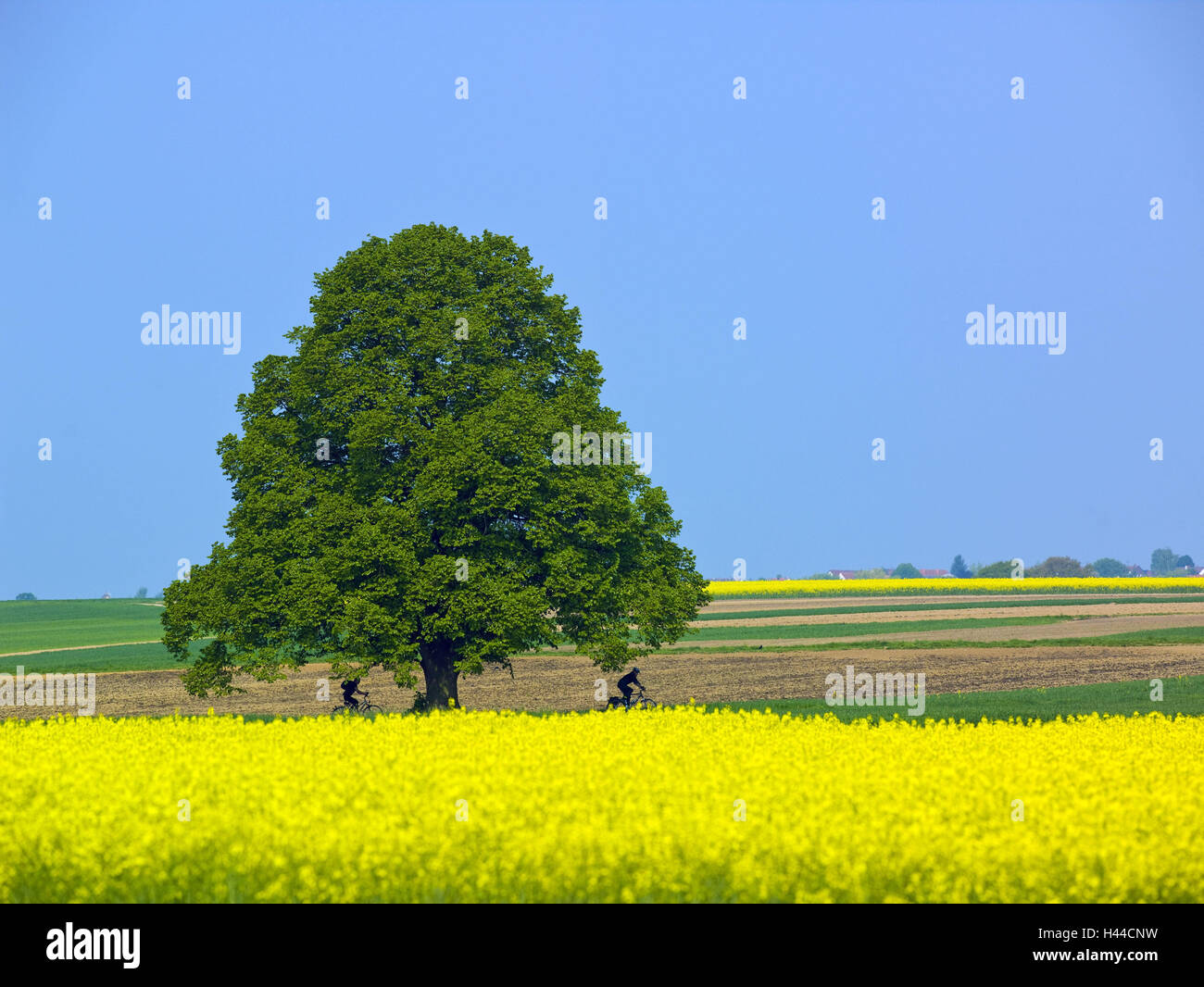 Winter lime-tree, Tilia cordata, rape field, heaven, blue, field ...