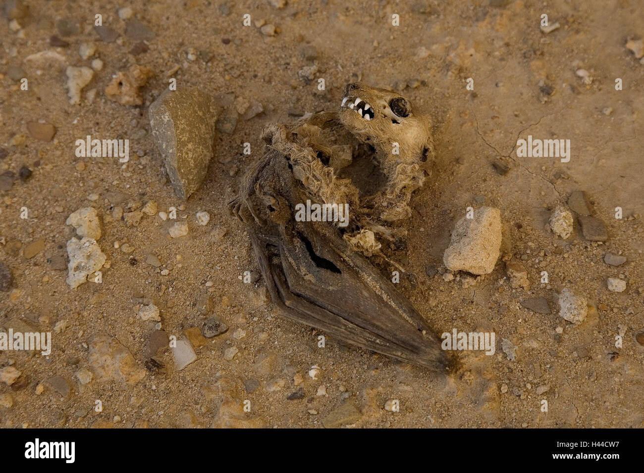 Saudi Arabia, wild floor, dried bat Stock Photo - Alamy