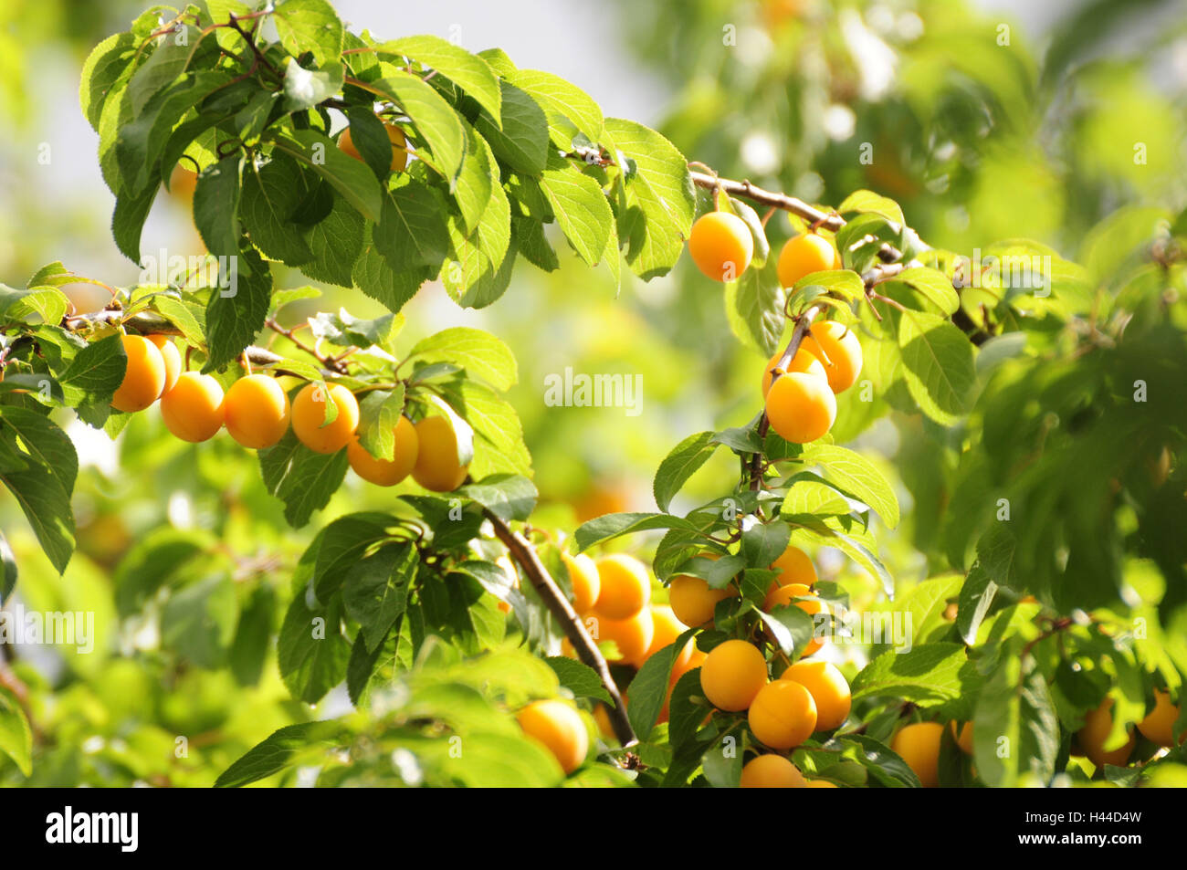 Mirabelle tree, branch, detail, fruits, ripe Stock Photo - Alamy