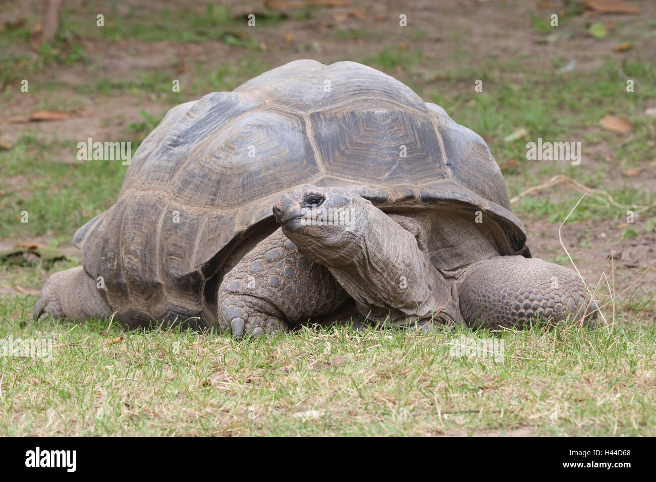 Gigantic land tortoise hi-res stock photography and images - Alamy