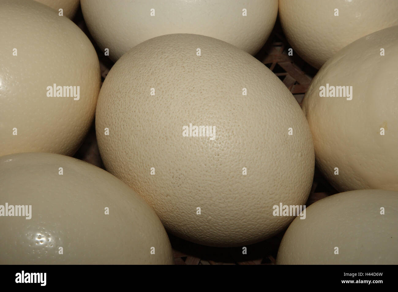 Ostrich eggs africa hi-res stock photography and images - Alamy