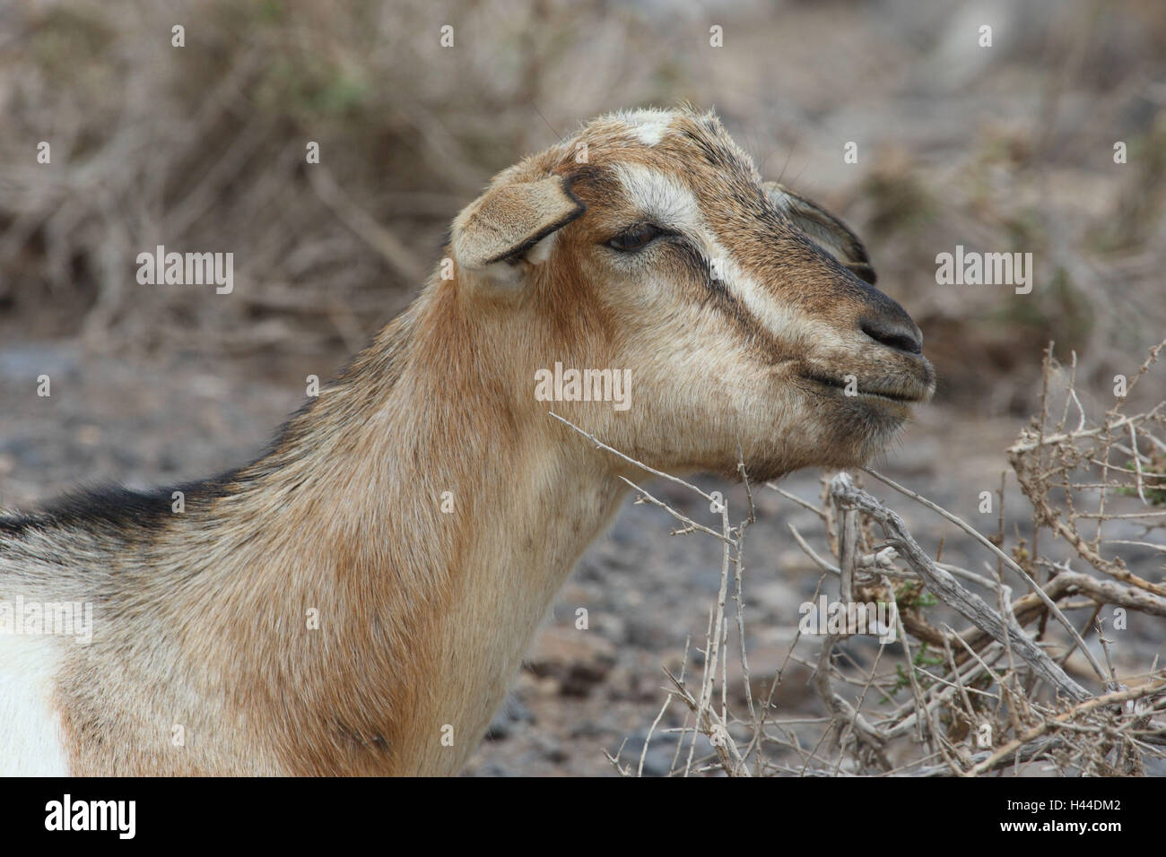 Goat portrait hi-res stock photography and images - Alamy