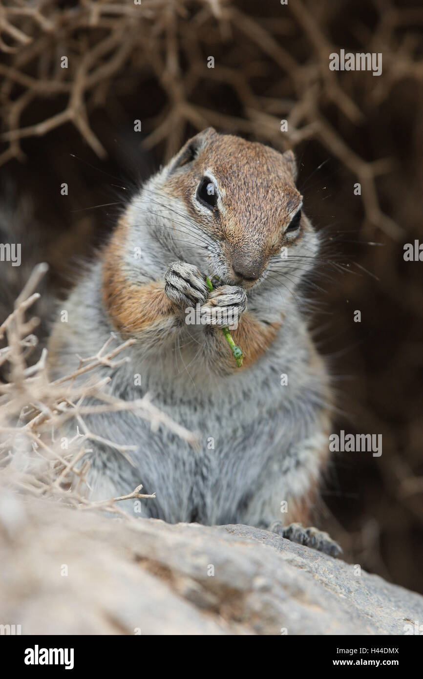 Bristle animal hi-res stock photography and images - Alamy