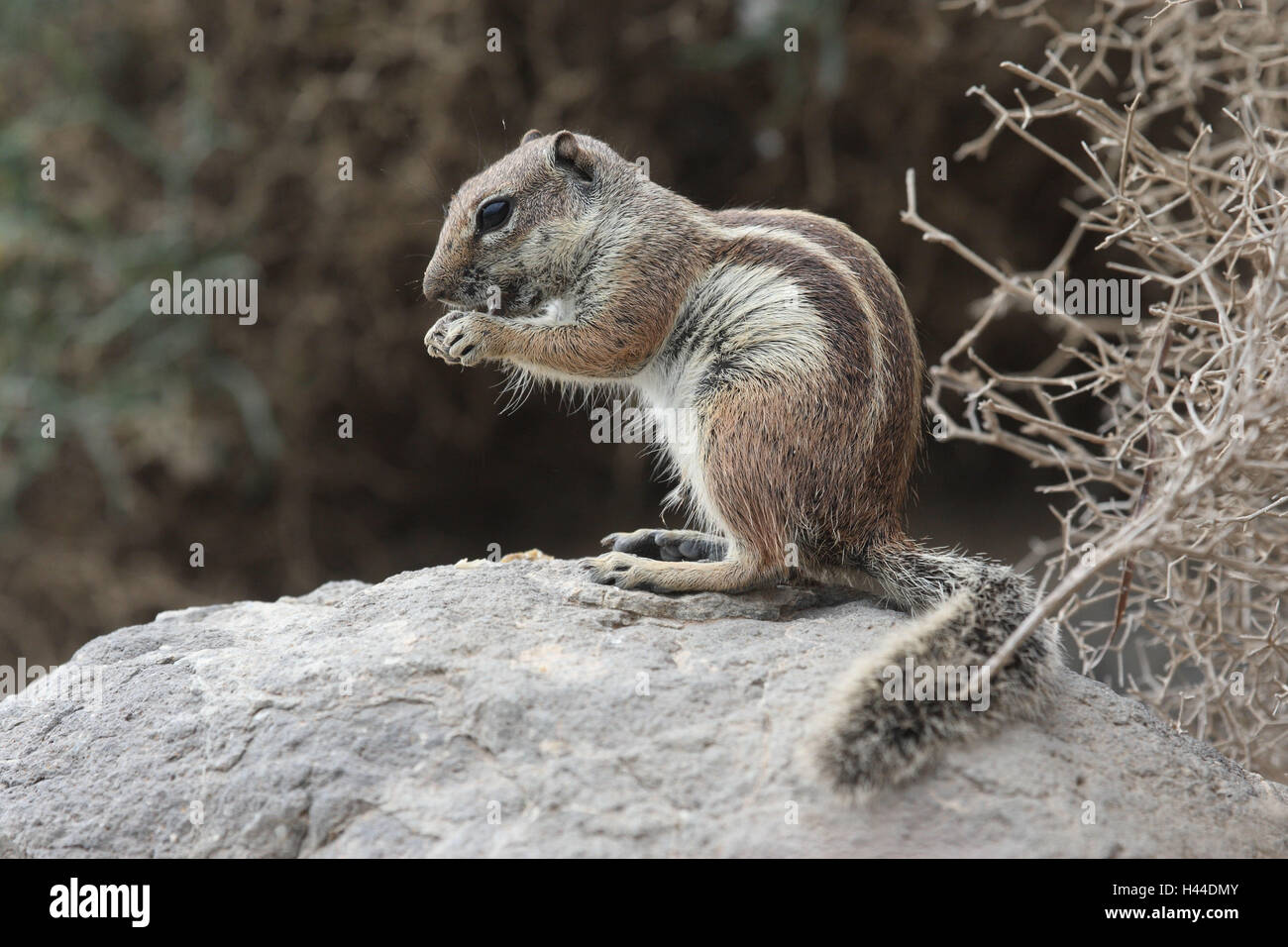North-African bristle croissant, side view Stock Photo - Alamy