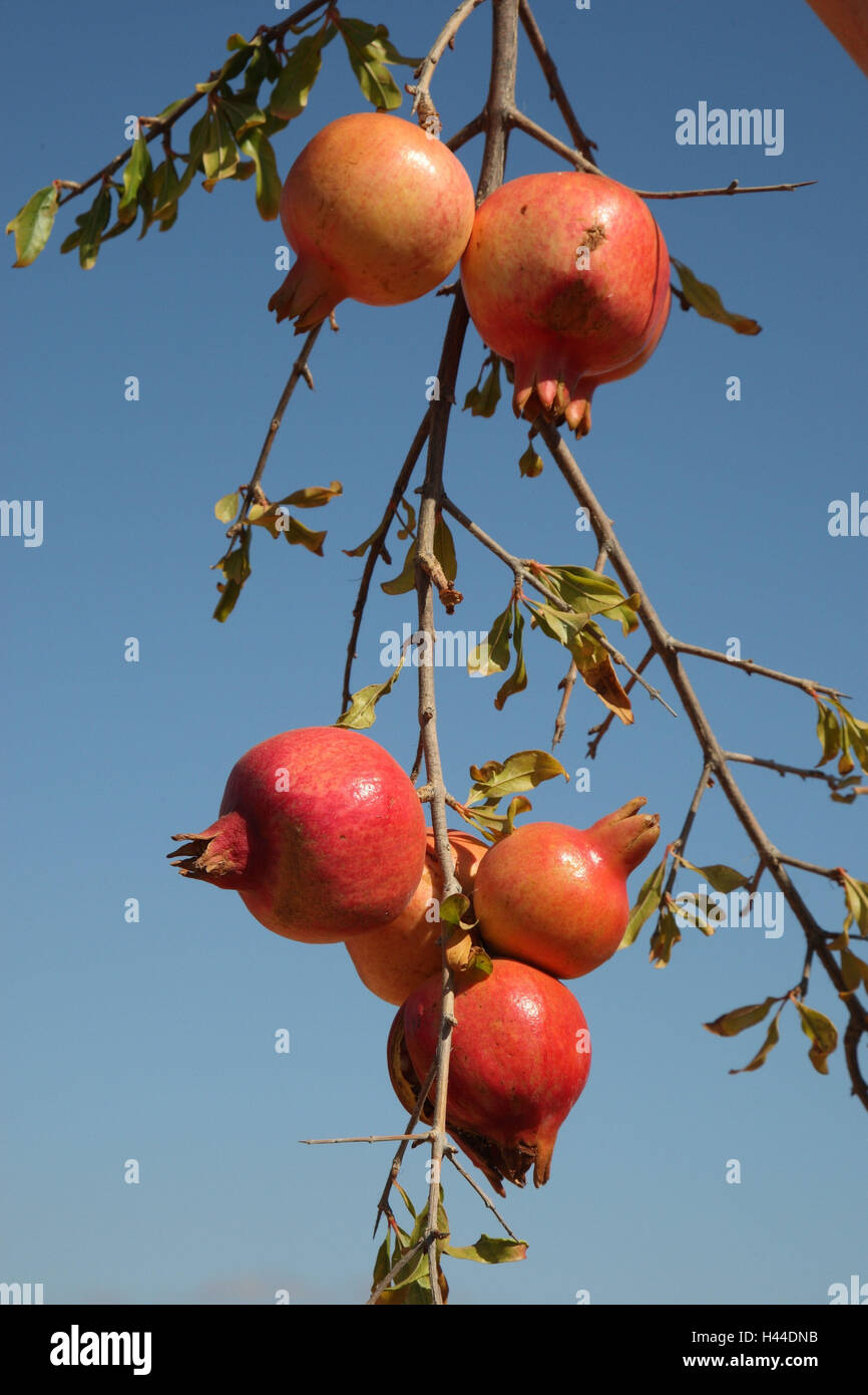 Pomegranate tree hi-res stock photography and images - Alamy
