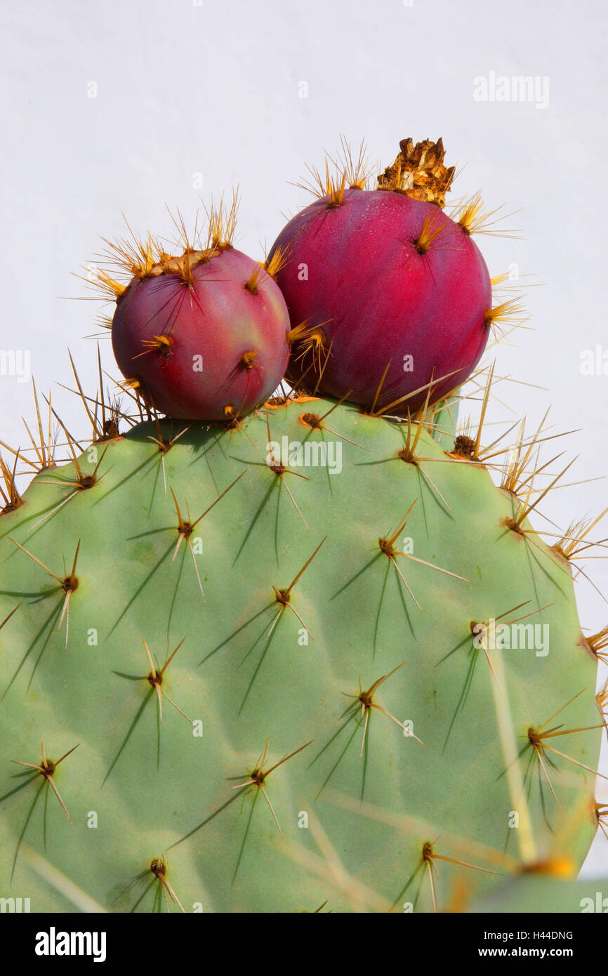 Fig cactus on Fuerteventura, detail Stock Photo - Alamy