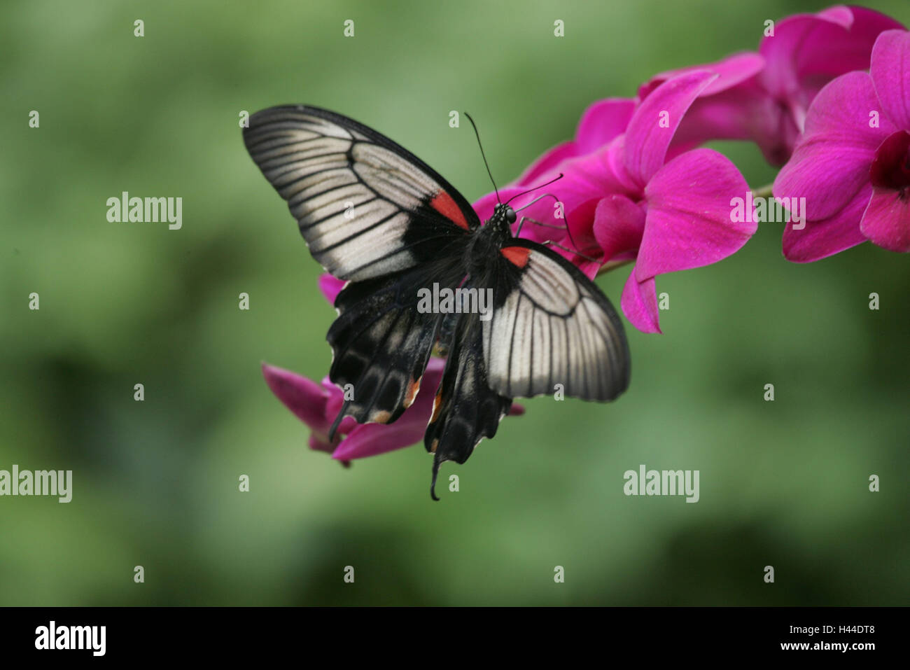 Blossoms, butterfly, yellow margin dovetail, Papilio lowii, Germany ...