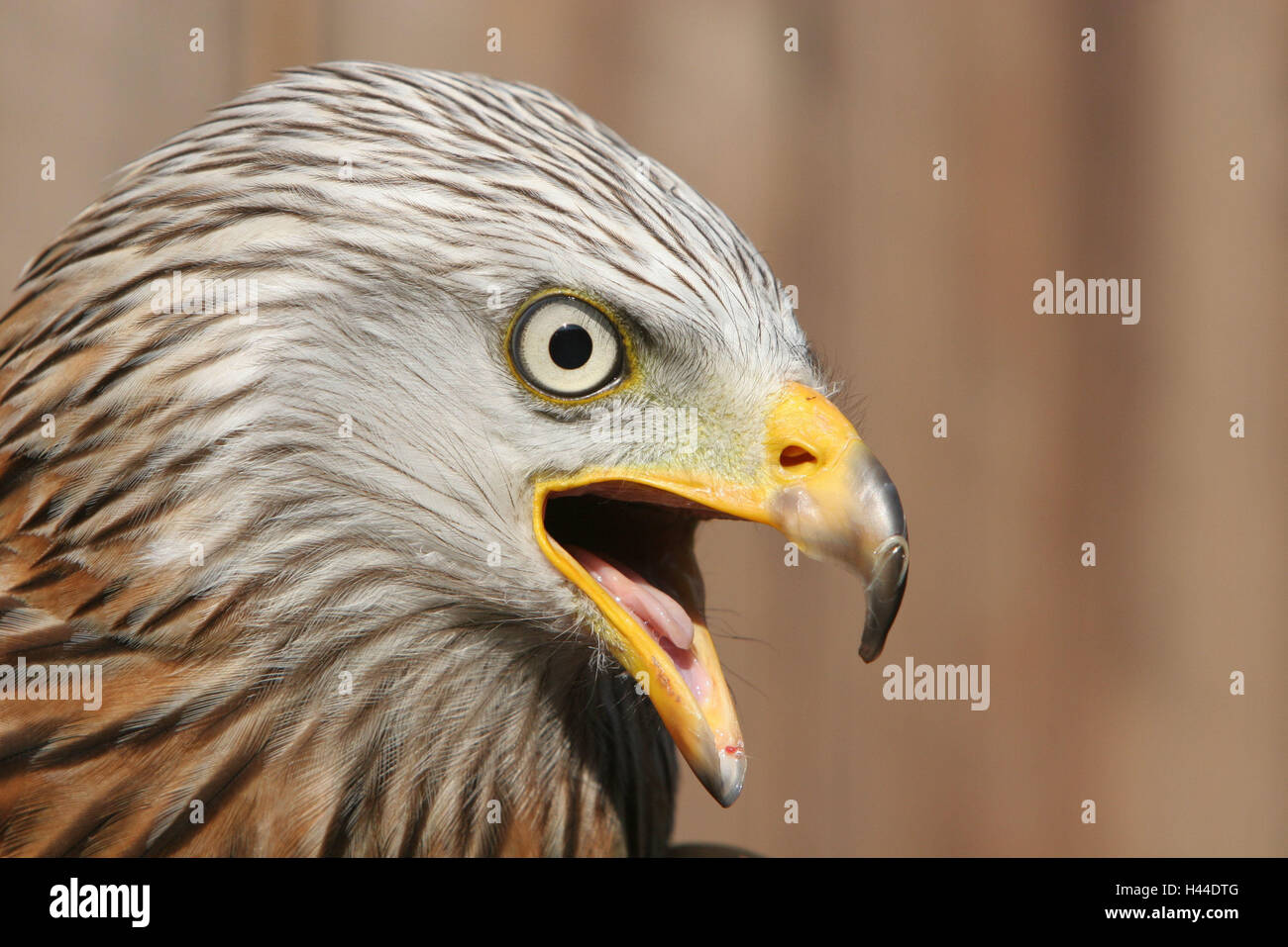 Rotmilan, Milvus milvus, portrait, animal, bird, bird prey, plumage ...