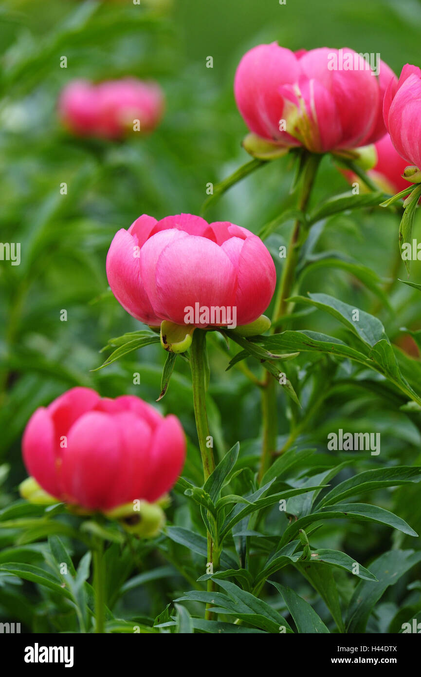 Peonies High Resolution Stock Photography and Images - Alamy