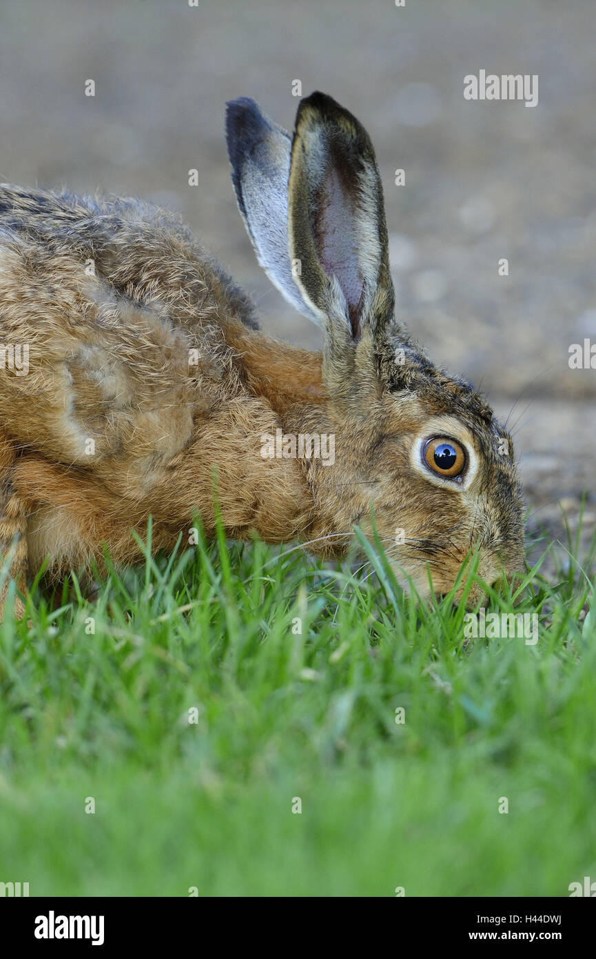 brown hare, Lepus europaeus Stock Photo - Alamy