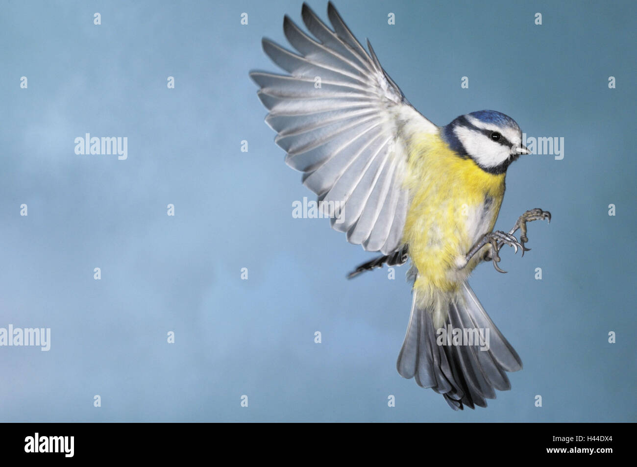 Blue tit, Parus caeruleus, flight Stock Photo - Alamy