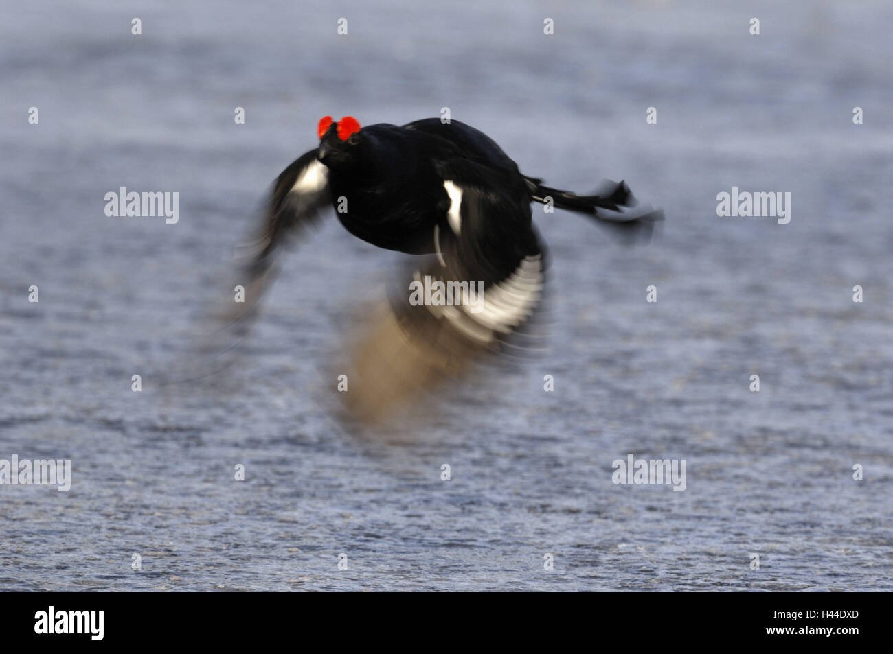 Grouse Flight High Resolution Stock Photography and Images - Alamy