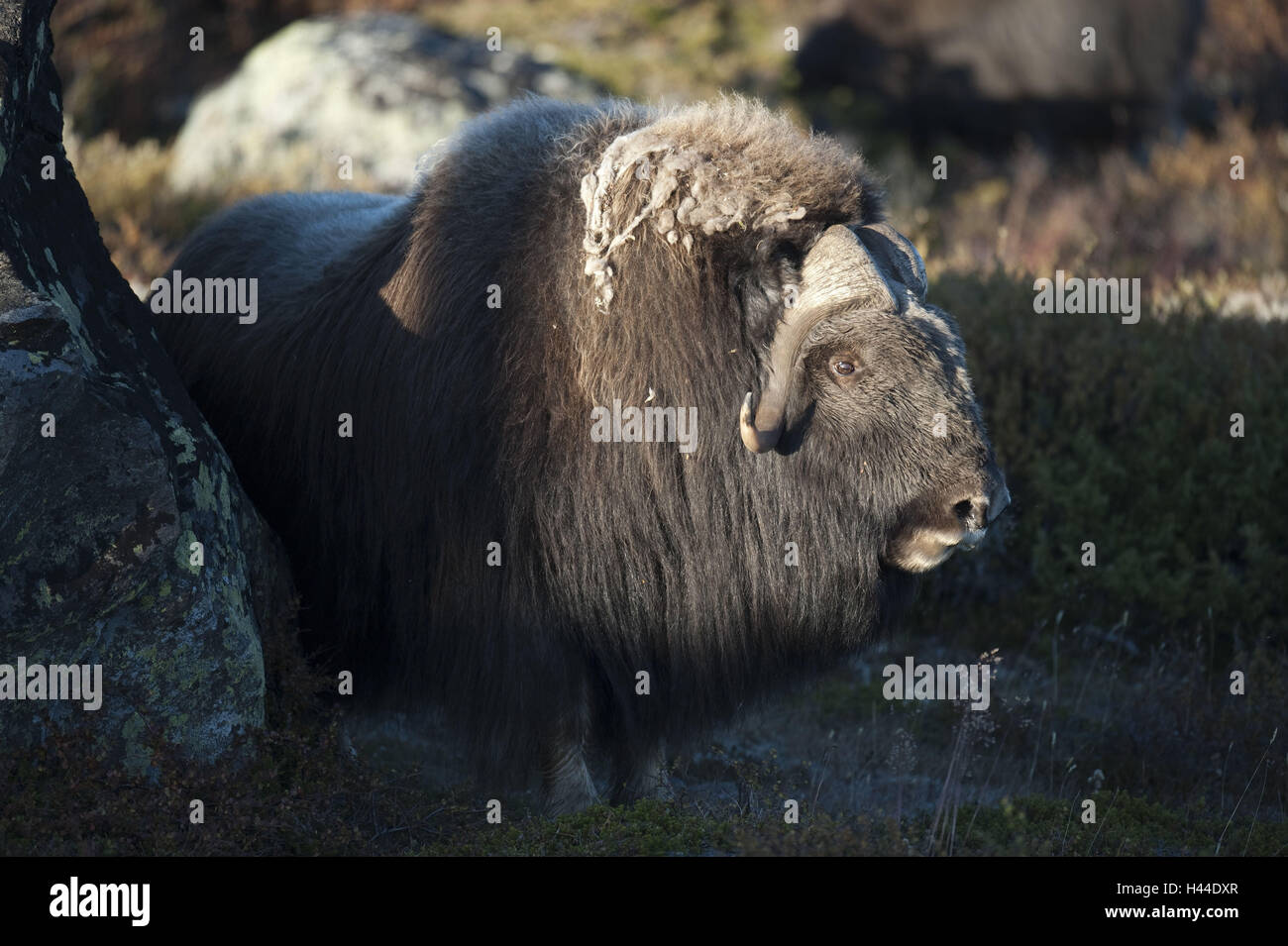 Musk Ox Bull High Resolution Stock Photography and Images - Alamy