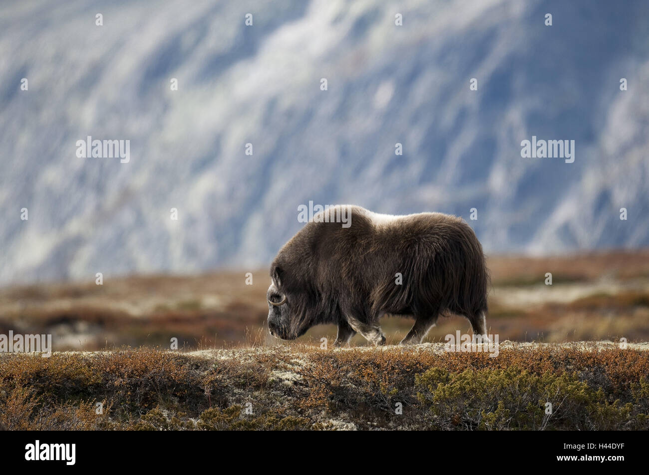 Musk ox, Ovibos moschatus, Norway, Dovrefjell, autumn, cow Stock Photo ...