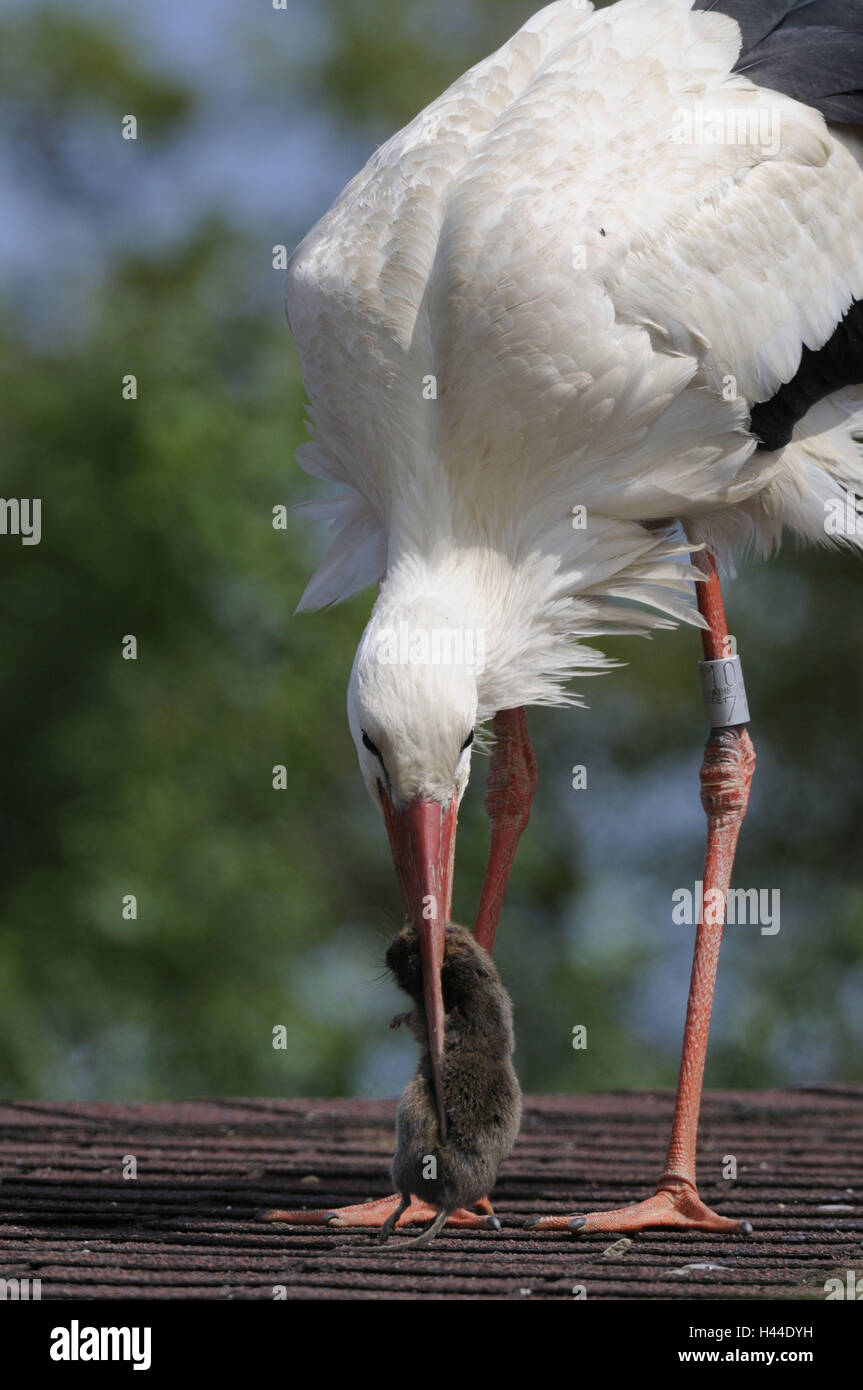 White stork, Ciconia ciconia, White stork, rat, eat Stock Photo - Alamy