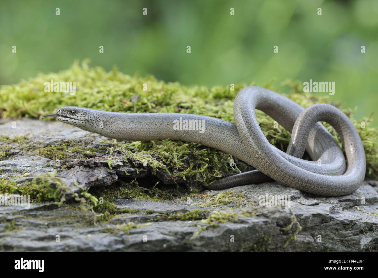Blindworm, Anguis fragilis, Blindworm Stock Photo - Alamy