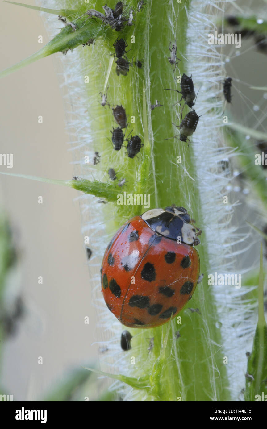 Plant lice hi-res stock photography and images - Alamy
