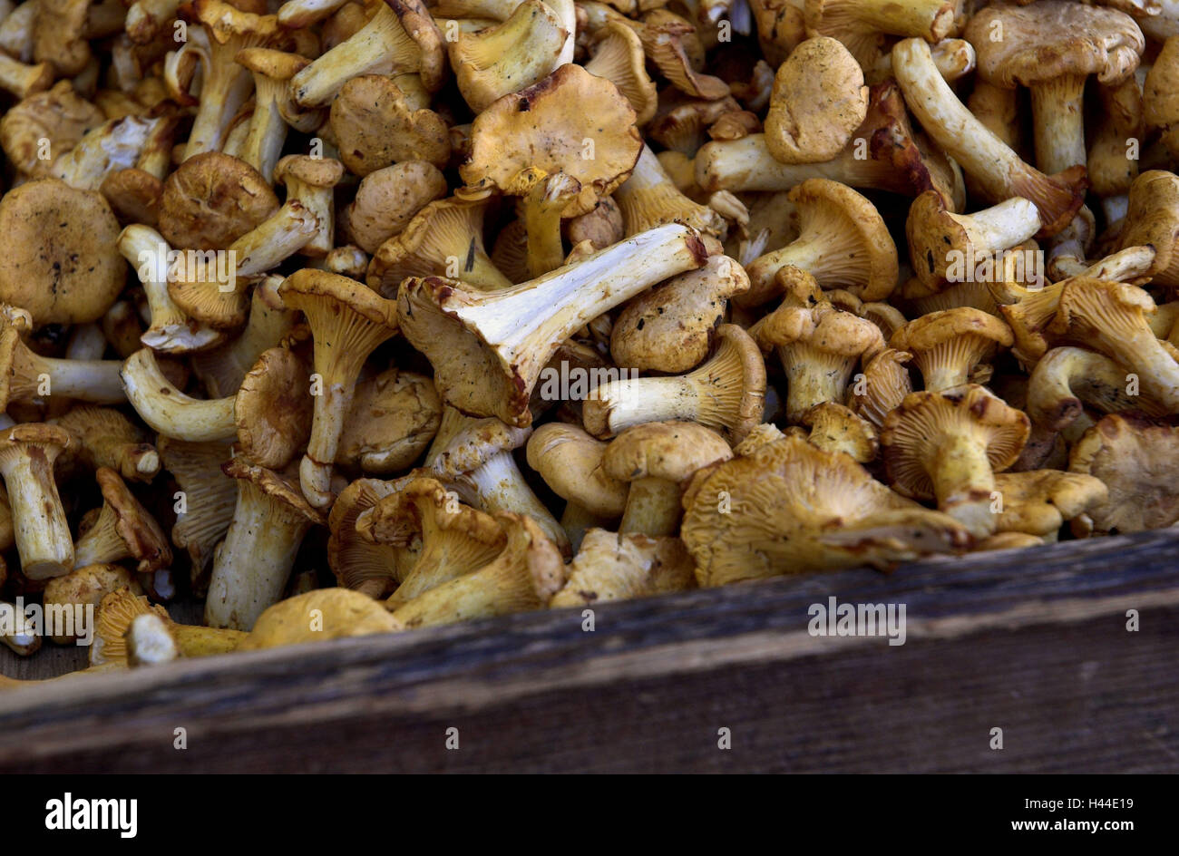 Sales booth for mushrooms hi-res stock photography and images - Alamy