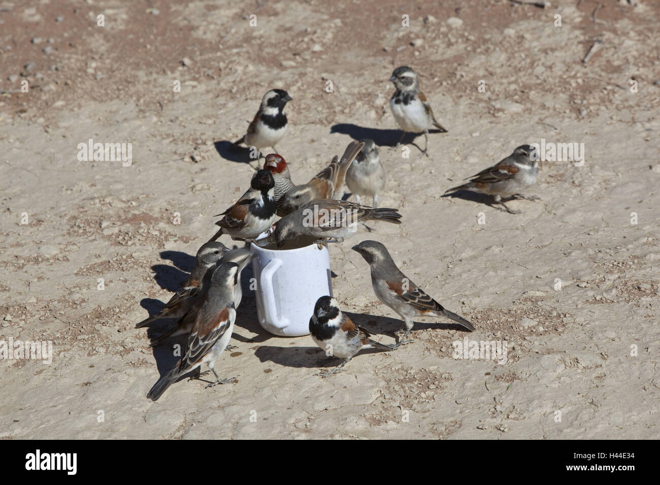 House sparrows, Passer domesticus, cup, drink, Africa, Namibia, region ...
