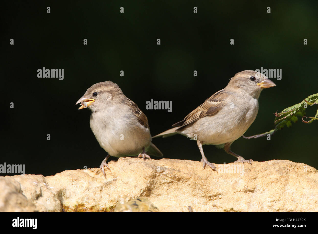 Sparrows hi-res stock photography and images - Alamy