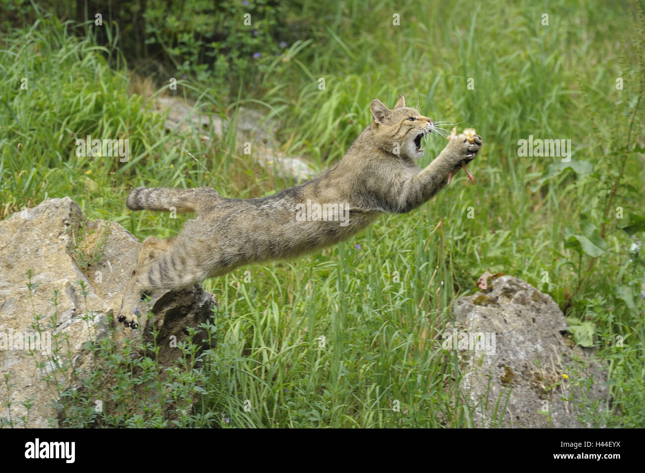 Wildcat, Felis silvestris, jump, trap prey Stock Photo - Alamy