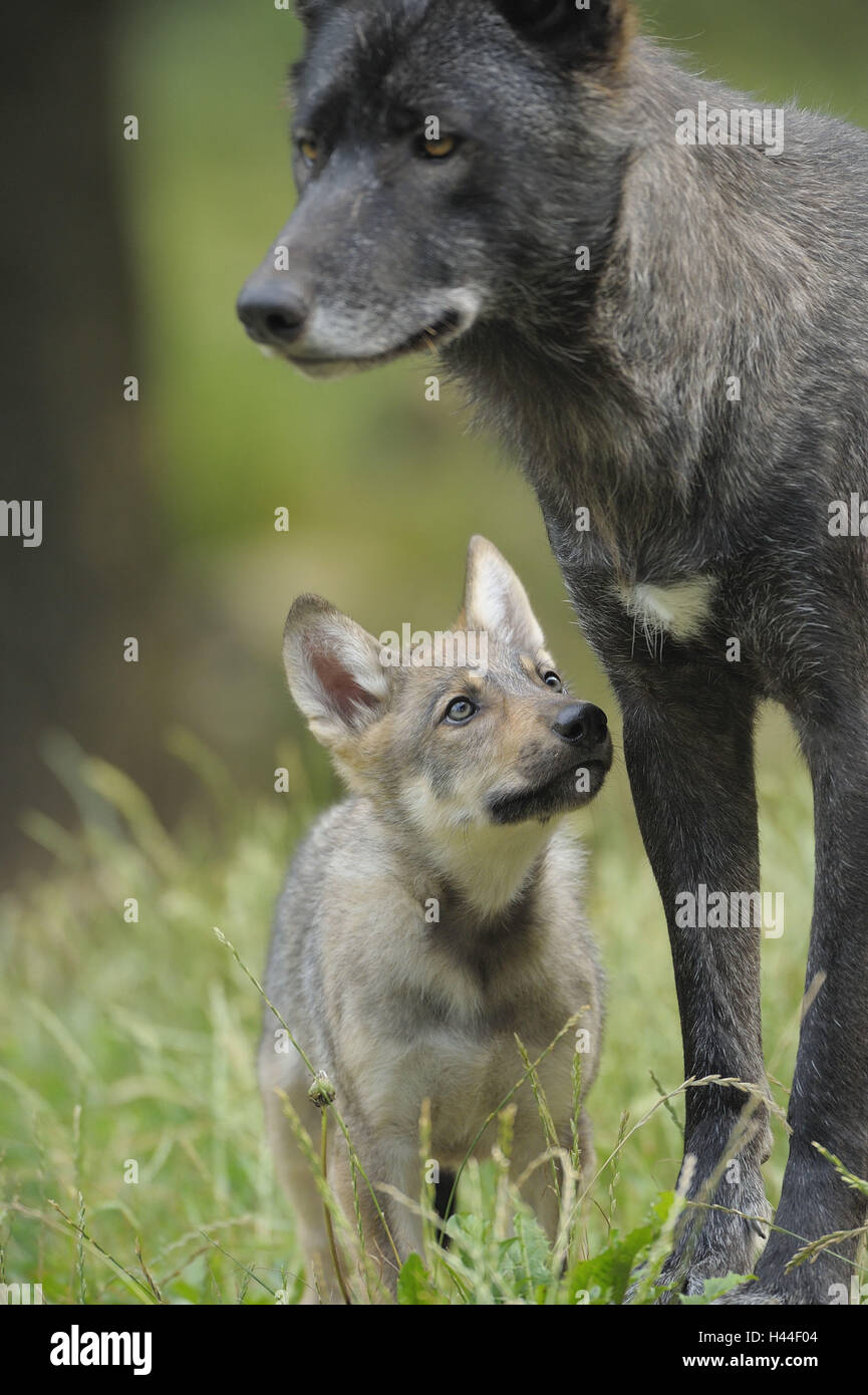 Old Wolves High Resolution Stock Photography and Images - Alamy